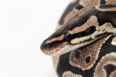 What Are Python Predators At Alice Hager Blog