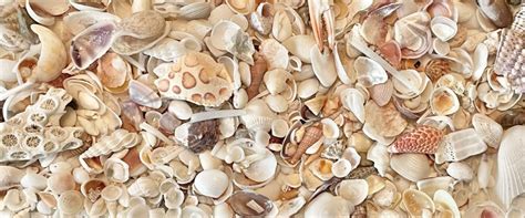 Seashell Fragments · Inaturalist