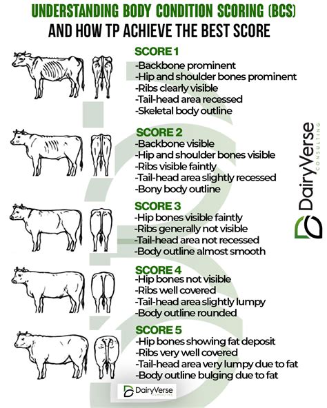 Optimizing Dairy Cow Health Through Body Condition Scoring and Targeted Supplementation - Dairyverse