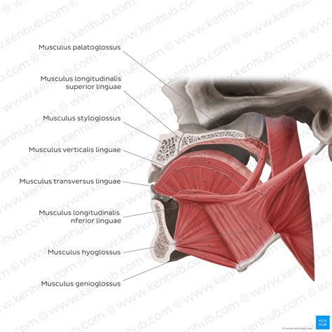 Musculus Palatoglossus Anatomie Und Funktion Kenhub