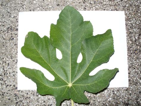 Fig Database® Brogiotto Nero