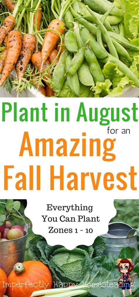Everything You Can Plant In August For An Amazing Fall Harvest From