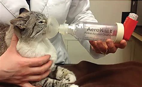 Update Diagnosis And Treatment Of Feline Asthma