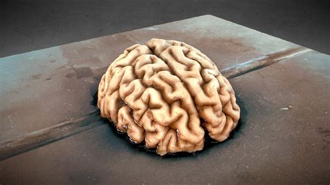 Brain Cadaver 3d Model By Alekskonn Alexalexcool 5d26340 Sketchfab
