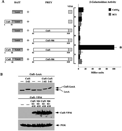 The C Terminal C Rich Domain Of Cuf Is Required For Interaction With Download Scientific