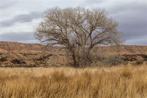 Large Barren Tree In Yellow Grass Field In Open Desert Range On Cloudy