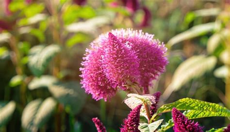 Cockscomb Flower Images Free Download On Freepik