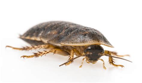 Blaptica Dubia Dubia Roach Also Known As The Orange Spotted Roach In