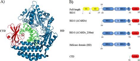 Rig I Cards Dsrna Binding Interface And Construct Design A Download Scientific Diagram