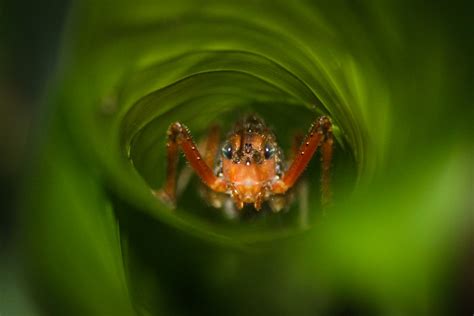 Photo Of The Week Grasshopper Enclosed By Leaf Taraji Blue