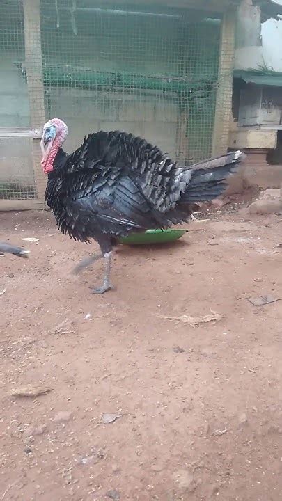 ඔයා ඒහෙම කරයි කියලා හිතුවෙ නැ😥 Youtube