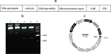 Car Plasmid Construction And Validation A C Met Car Structure Download Scientific Diagram