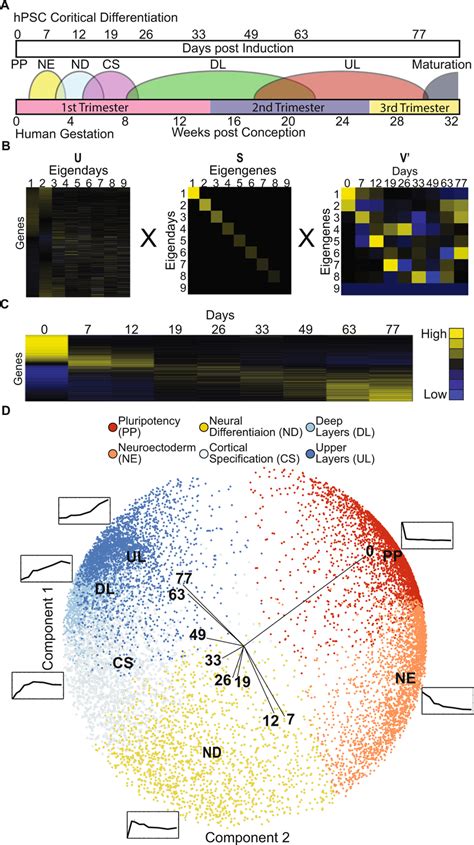Svd Reveals A Developmental Clock In Expression Data Singular Value Download Scientific