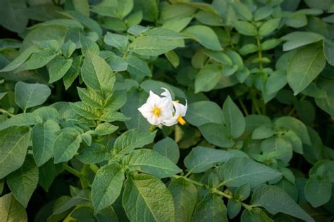 Potato Flower Everything You Should Be Aware Of Florgeous