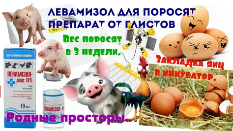 Левамизол для поросят(препарат от ГЛИСТОВ). Взвешивание поросят в 3 ...
