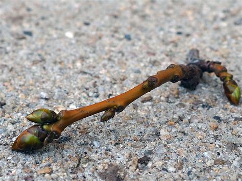 Winter Trees And Shrubs Sweetgum Awkward Botany