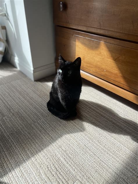 My Tiny Goblin Girl R Blackcats