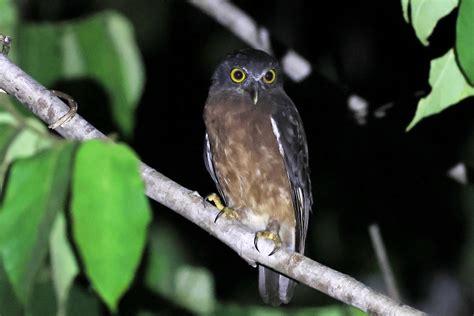 褐鹰鸮 Papuan Boobook Ninox Theomacha 懂鸟 鸟类图片鸣声识别与资讯