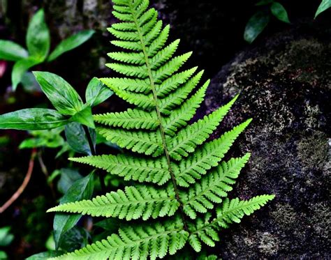 Tumbuhan Paku Pteridophyta