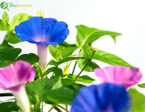 September Birth Flowers Aster And Morning Glory Symbolism And Meaning