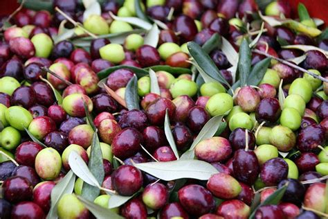 A Complete Guide To 15 Types Of Olives Worth Trying Delallo