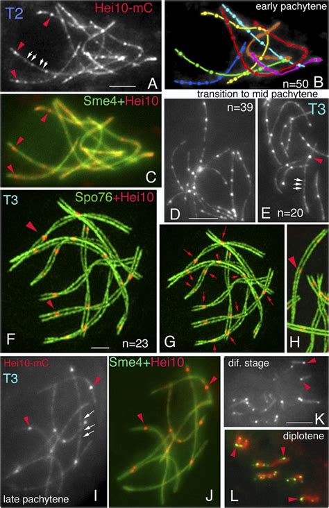 E3 Ligase Hei10 A Multifaceted Structure Based Signaling Molecule With
