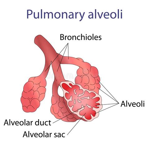 Alveolus Diagram