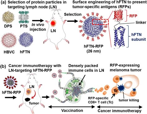 Ln Targeting Based Cancer Immunotherapy Using Self Assembling Protein