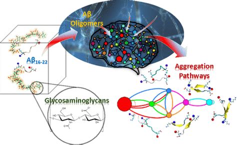 The Effects Of Different Glycosaminoglycans On The Structure And Aggregation Of The Amyloid β