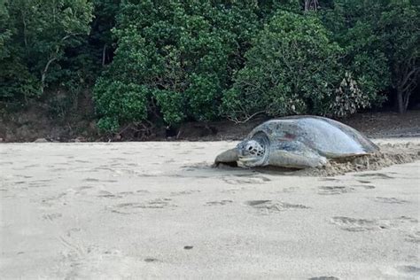 Java Turtle Sukamade Tours Banyuwangi Tripadvisor