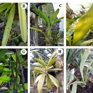 Orchid Samples Used In This Study Show A Viral Infection Symptom Download Scientific Diagram