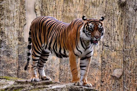 Sumatran Tiger Habitat Facts