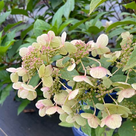Hydrangea Fire And Ice Achin Back Garden Center Online Store