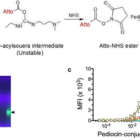 Binding Affinity And Specificity Of Pediocin Pa 1 Dye Conjugate 192 A