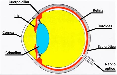 Anatomía Del Ojo Del Caballo Página 2 Vectores De Estructura Ojo