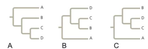 Unit 2 Clicker Questions Flashcards Quizlet