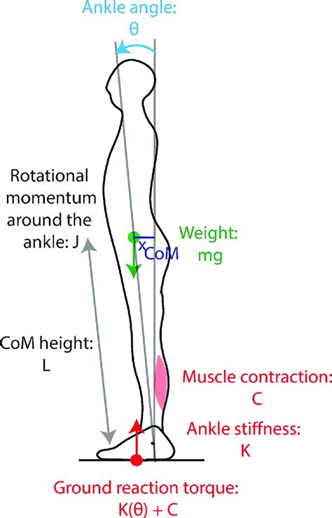 Single Inverted Pendulum Model Of Stance The External Forces Acting On Download Scientific