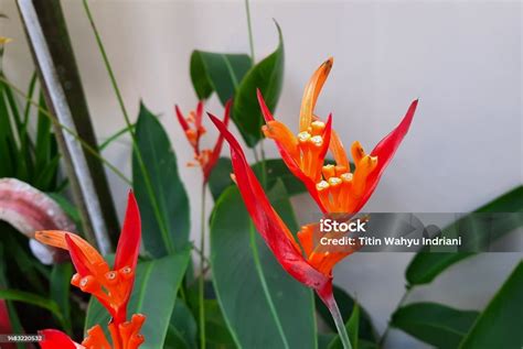 Bunga Merah Canna Berbunga Bunga Ganyong Merah Di Taman Pada Hari Yang Cerah Foto Stok Unduh