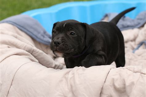 귀여운 젊은 6 주 오래 된 스태퍼드 셔 테리어 새끼 그들의 가족 뒤뜰에서 재생 그들의 형제와 함께 재미 0명에 대한 스톡 사진 및 기타 이미지 Istock
