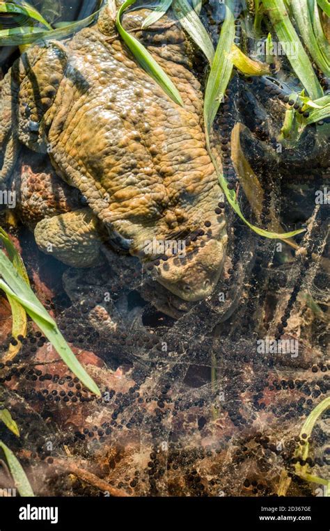 Close Up Of Mating Of Toads Bufo In Water With Black Eggs Stock Photo Alamy