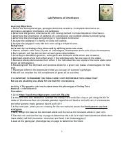 Lab Patterns Of Inheritance Pdf Learning Objectives Lab Patterns Of Inheritance