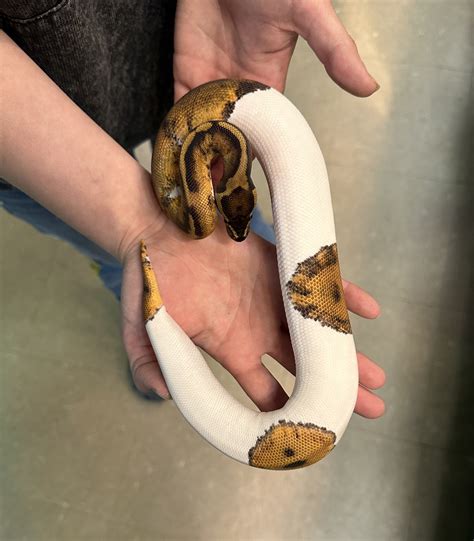 Python Regius Ball Python Medium White Pied Pyt Regius