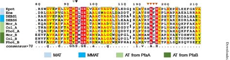 Multiple Sequence Alignment Of At Protein Regions Implicated In