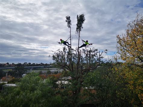 Tree Pruning Tree Trimming Services Proleaf Pty Ltd