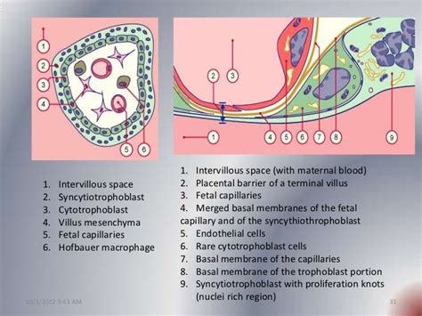 Placenta Development