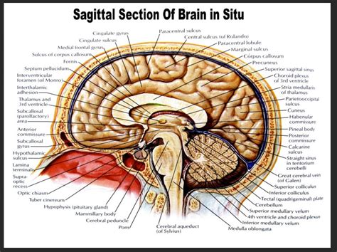 Sagittal Section of Brain in Situ Poster 2022 Trending Anatomy Poster ...