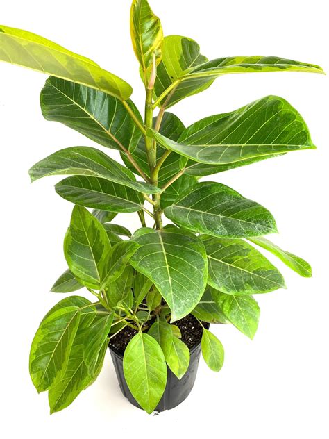 Ficus Altissima Tree Form Single Eureka Farms Ficus Live Indoor Plants Rubber Tree