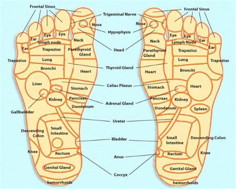Acupuncture Points On Your Feet And Why We Use Them East Boca Acupuncture