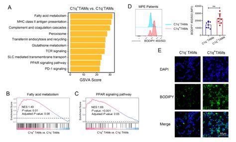 文献解析｜巨噬细胞遇上代谢重编程 知乎