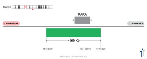 Pmlrara Fish Probe Empire Genomics